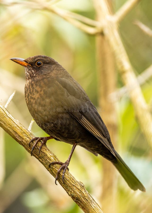 Common Blackbird (Turdus Merula) Stock Image - Image of blackbird ...