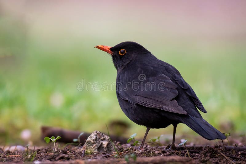 Common Blackbird Turdus Merula in the Wild Stock Photo - Image of ...