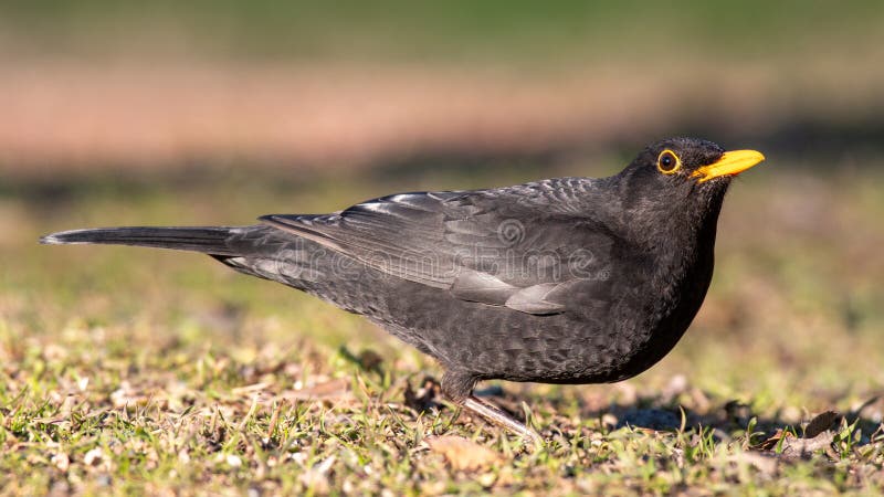 Common Blackbird Turdus Merula in the Wild Stock Photo - Image of ...