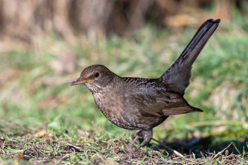 Common Blackbird Turdus Merula in the Wild Stock Photo - Image of tail ...