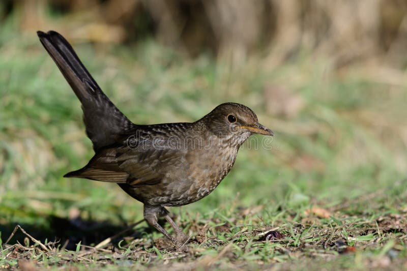 Common Blackbird Turdus Merula in the Wild Stock Image - Image of song ...