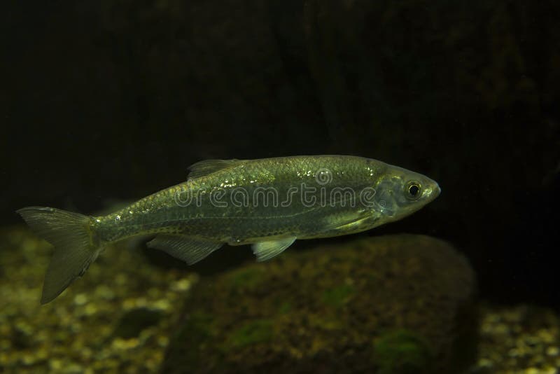 The Common Bleak Alburnus Alburnus. Stock Image - Image of lake, swim ...