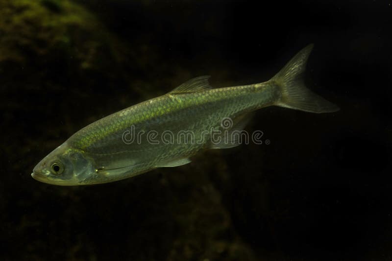 The Common Bleak (Alburnus Alburnus). Stock Image - Image of freshwater ...