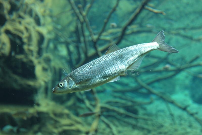 Common Bleak (Alburnus Alburnus) Stock Photo - Image of ablet, hobbies ...