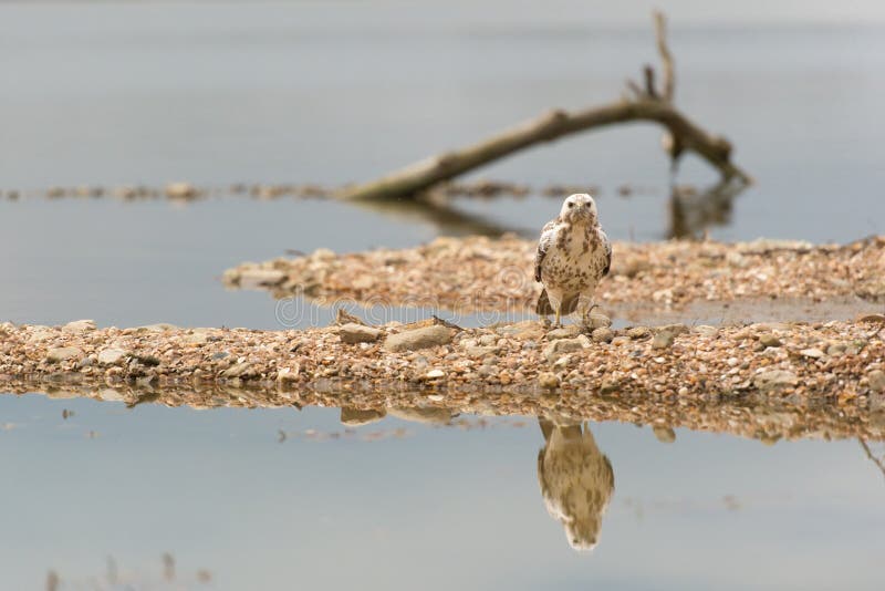 Common blonde buzzard stock image. Image of wildlife - 55309261
