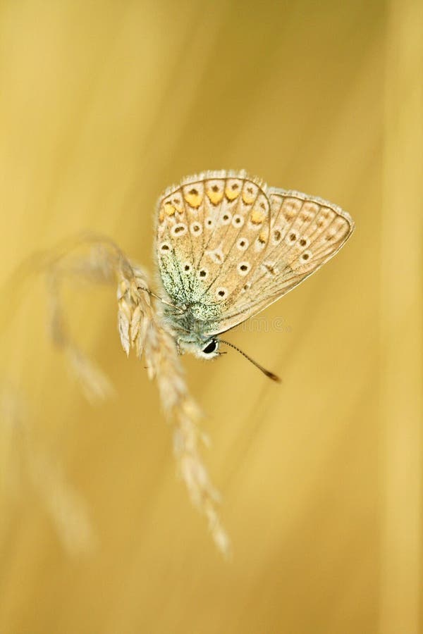 Common Blue stock photo. Image of farm, lepidoptera, animal - 13147594