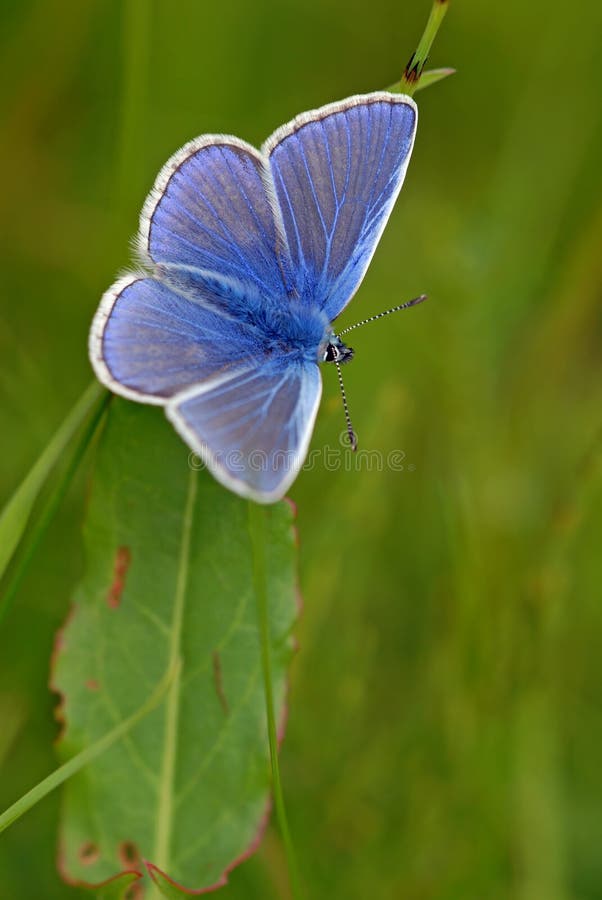 Common blue butterfly stock photo. Image of blue, icarus - 3794526