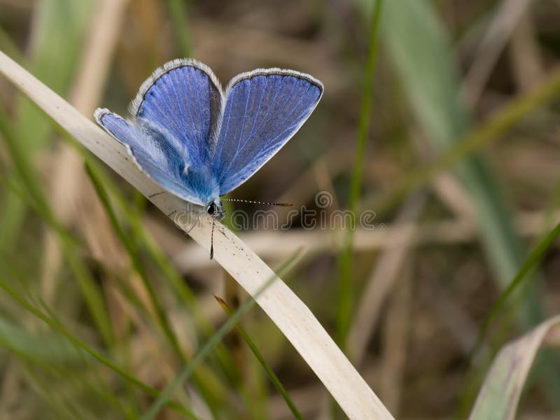 Common Blue stock photo. Image of creature, closeup, lepidoptera - 2664486