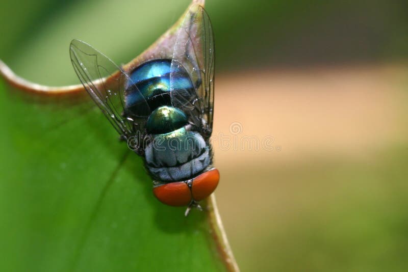 Common blue-bottle fly stock image. Image of focus, leaf - 10276989