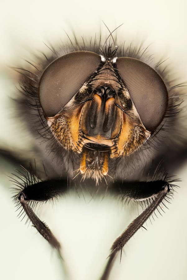 Common Blue Bottle Fly, Bluebottle Fly, Flies Stock Photo - Image of ...