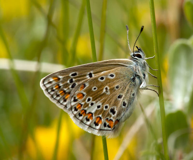 The Common Blue Butterfly, Polyommatus Icarus is a Butterfly in the ...