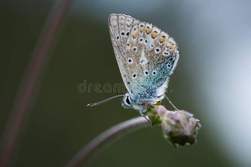 Common Blue Butterfly on a Flower Bud Stock Photo - Image of petal ...