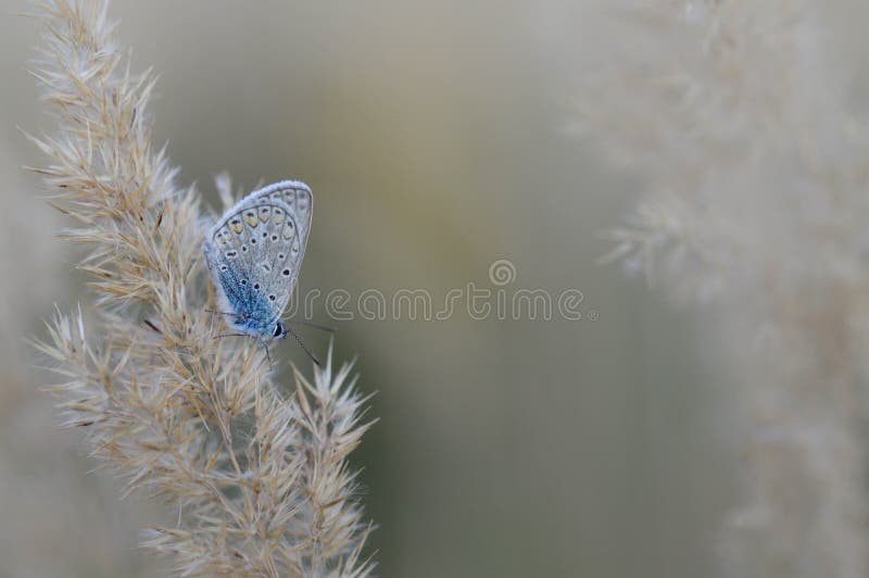 Common Blue Butterfly on a Fluffy Plant in Nature Close Up Stock Photo ...