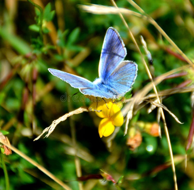 Common blue stock image. Image of common, insect, nature - 76628787