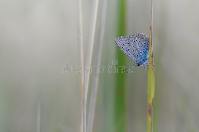 Common Blue Butterfly on a Leaf in Nature Macro Close Up Stock Image ...
