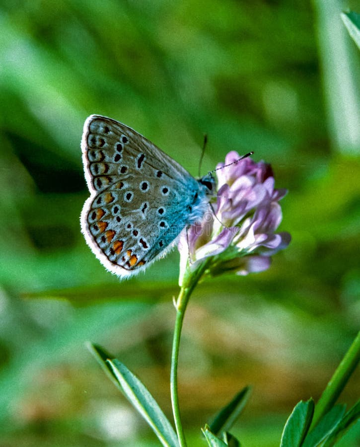 The Common Blue Butterfly (Polyommatus Icarus), Butterfly on a Flower ...