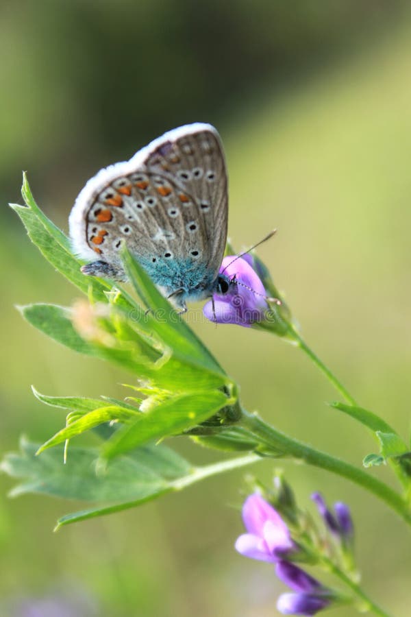 Common blue butterfly stock photo. Image of lovely, delicate - 98587160