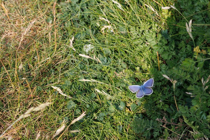Common Blue Butterfly , Polyommatus Icarus, Resting at West Pentire in ...