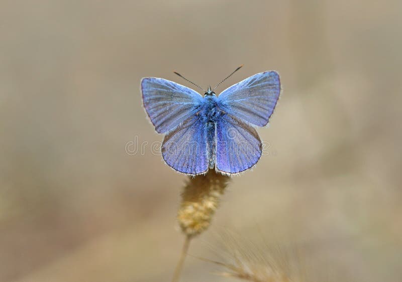 Common Blue stock photo. Image of flight, nature, lepidoptera - 149313994