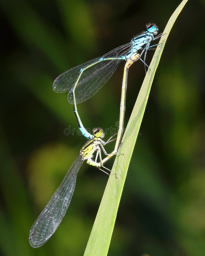 Common Blue Damselfly Copulating on Grass Stock Photo - Image of male ...