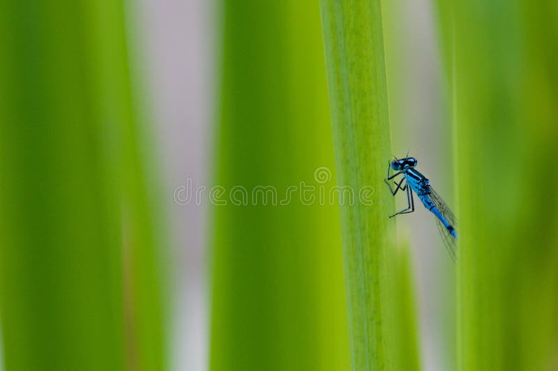 Common Blue Damselfly (enallagma) Insect is Hidden Behind the Grass ...