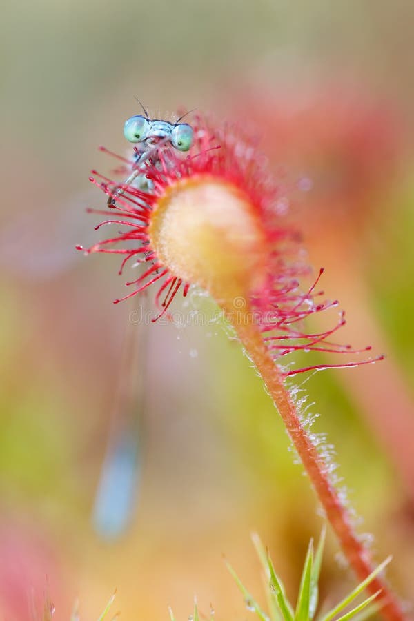 Fly Captured On Drosera Sessilifolia Or Sundew. Carnivorous Plants ...