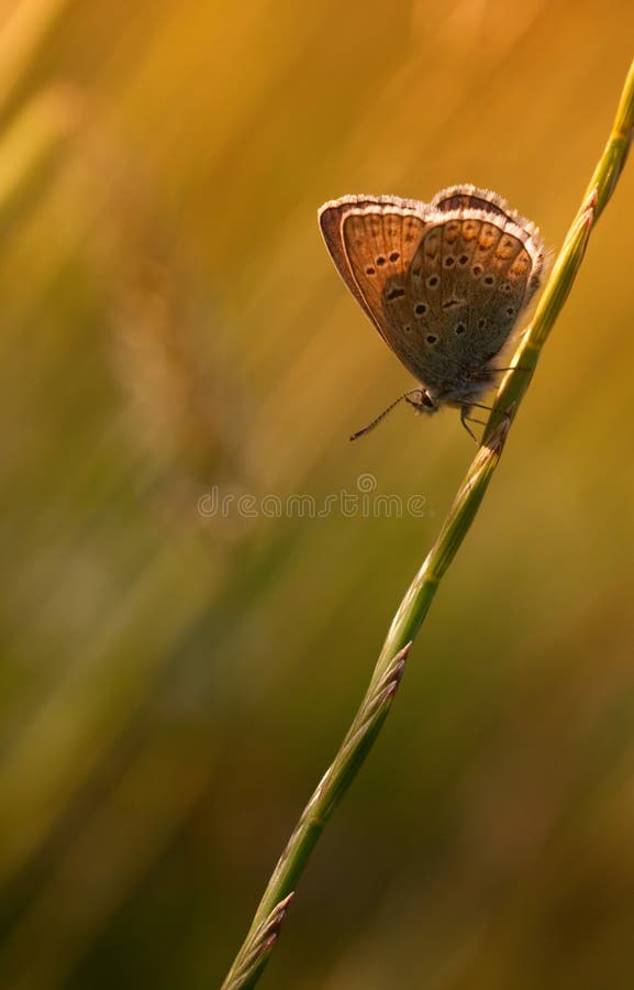 Common Blue stock image. Image of green, blue, nature - 48864557