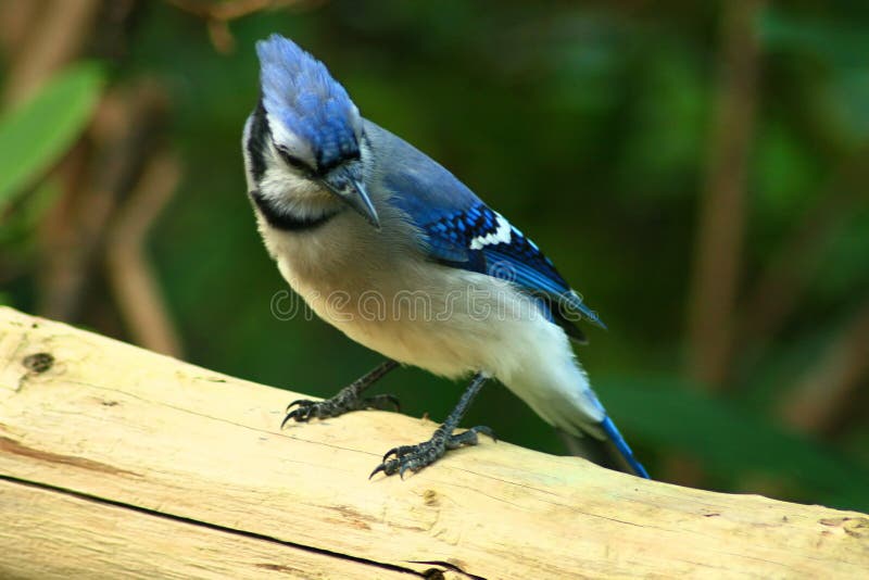 The Common Blue Jay, Adds Color Wherever it Goes. Stock Image - Image ...