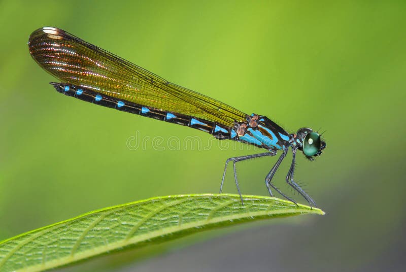 Common Blue Jewel(M) stock image. Image of common, burmeister - 4059921