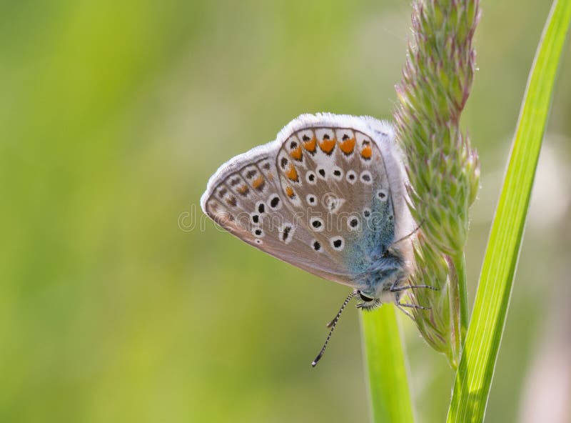 Common Blue stock photo. Image of icarus, nature, closeup - 39350618