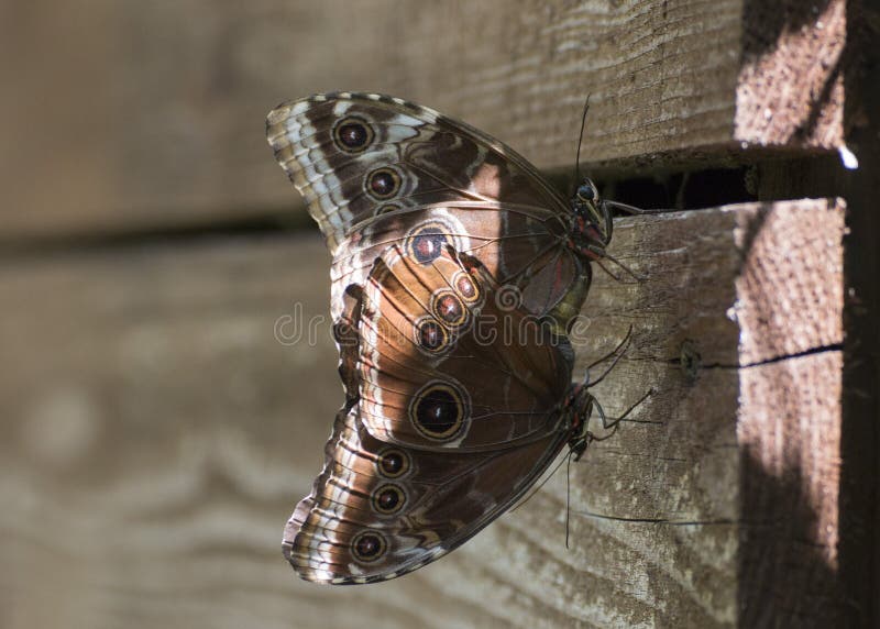Common Blue Morpho Butterfly Stock Photo - Image of peleides, nature ...