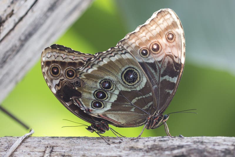 Common Blue Morpho Butterfly Stock Photo - Image of farfalla, butterfly ...