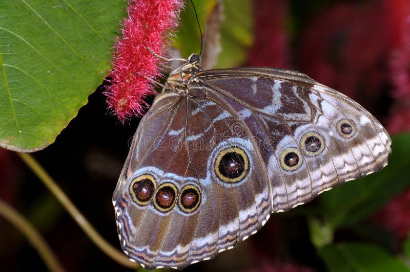 Common Blue Morpho, Morpho Peleides Stock Image - Image of insect ...