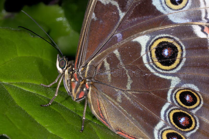 Common Blue Morpho, Morpho Peleides Stock Photo - Image of close ...