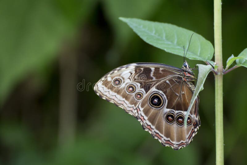 Common Blue Morpho Butterfly Stock Photo - Image of insect, common ...