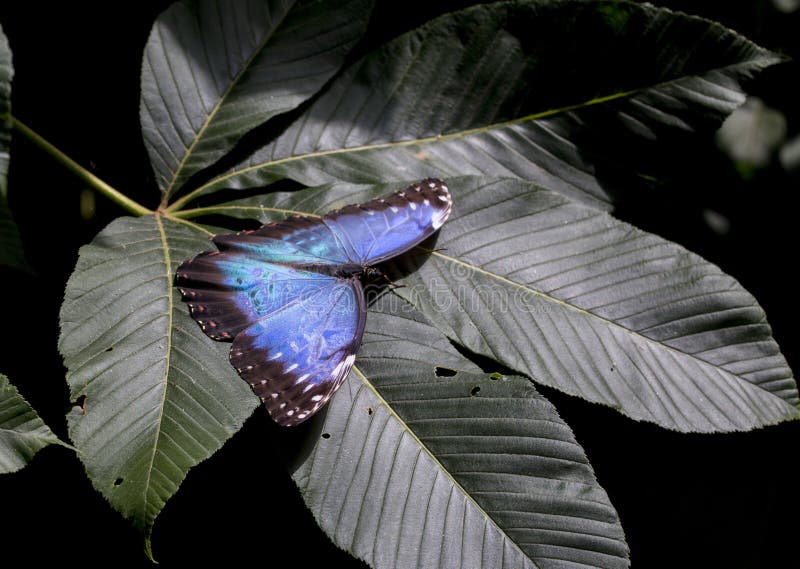 Common Blue Morpho Butterfly Stock Photo - Image of peleides, nature ...