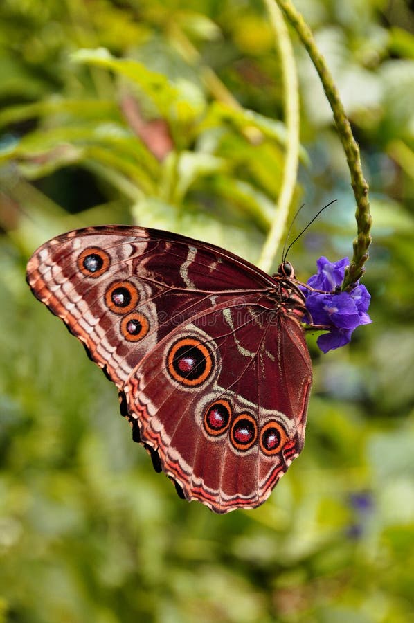 Common Blue Morpno Butterfly,Morpho Peleides Stock Image - Image of ...