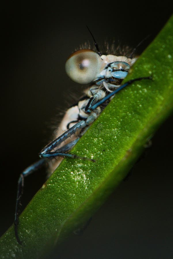 Common Blue Newborn Damselfly (enallagma). Stock Photo - Image of ...