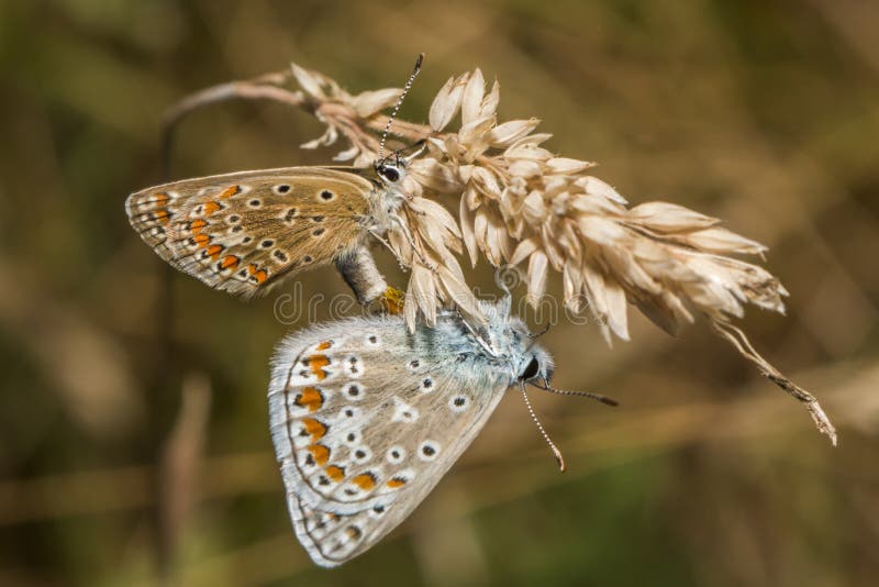 Common Blue(Polyommatus Icarus) Stock Photo - Image of grassland, rest ...