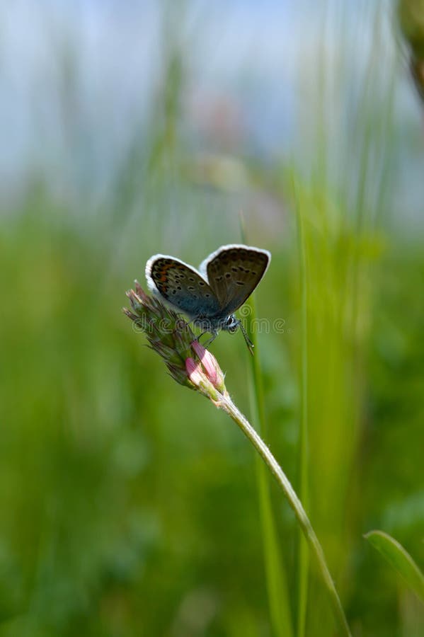 Common Blue Small Butterfly Close Up in Nature Stock Image - Image of ...