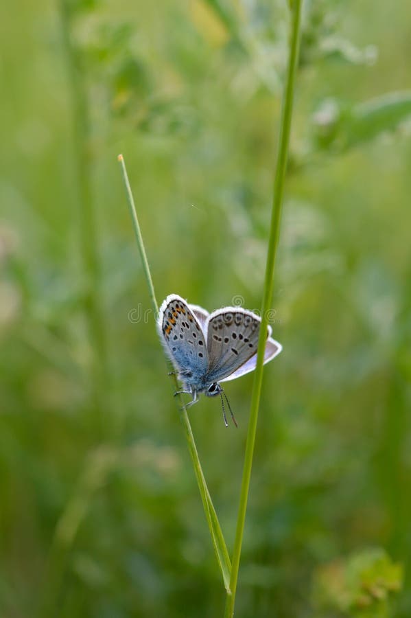 Common Blue Small Butterfly Close Up in Nature Stock Image - Image of ...