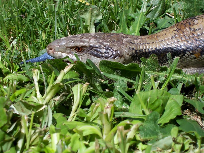 Common Blue Tongue Lizard - Portrait Stock Photo - Image of stripes ...