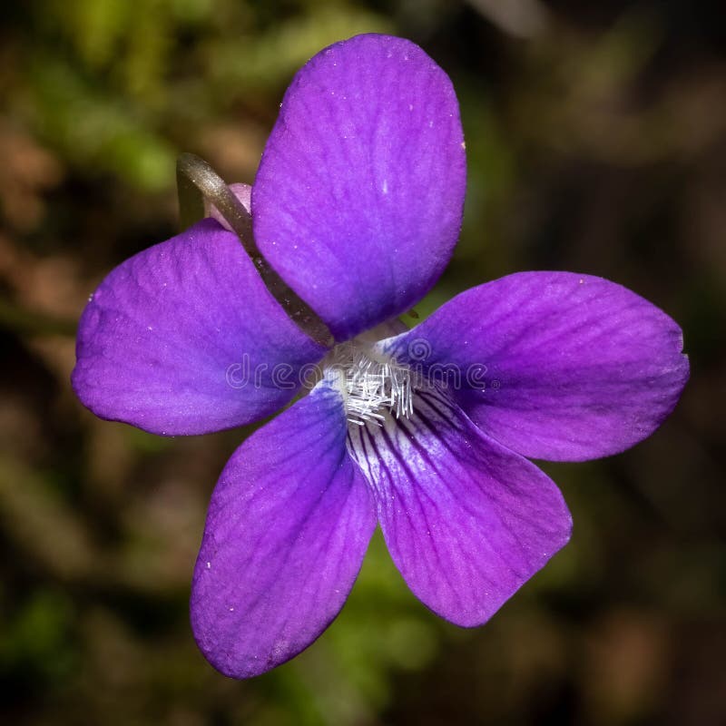A Common Blue Violet Bloom. Stock Photo - Image of triangle, viola ...