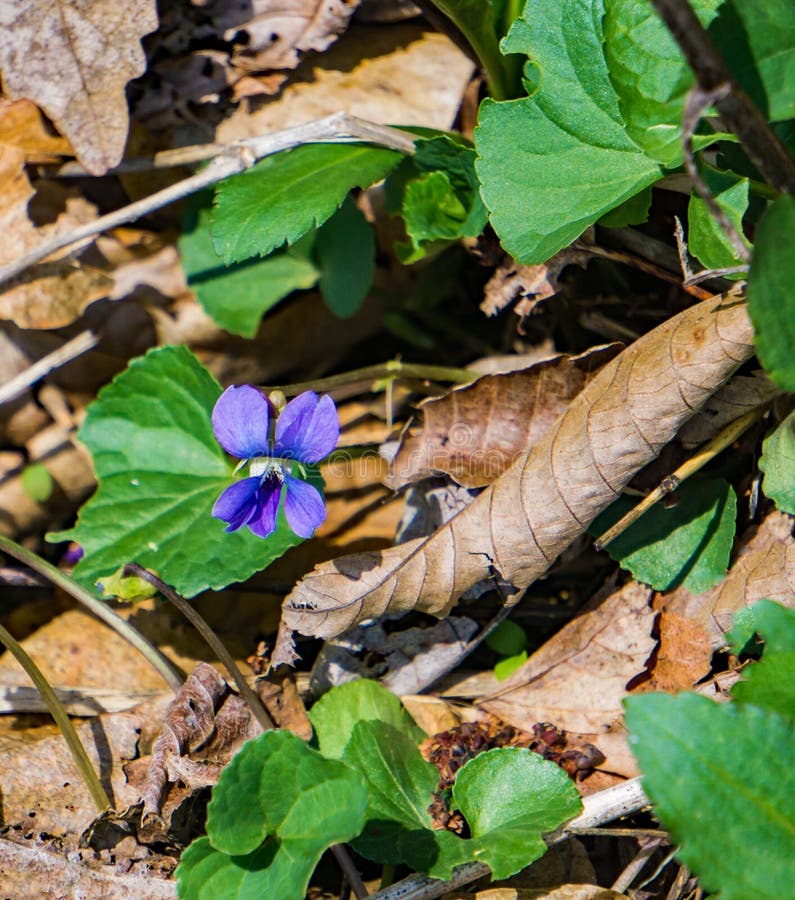 Common Blue Violet, Viola Sororia Stock Photo - Image of bearded ...