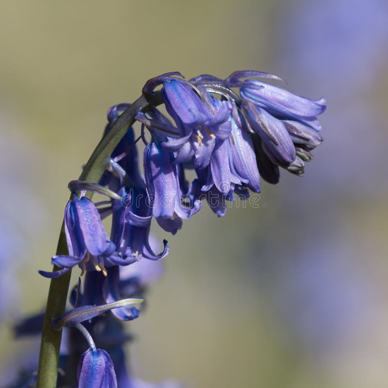 Common Bluebell Hyacinthoides Non Scripta Flower Stock Photo - Image of ...