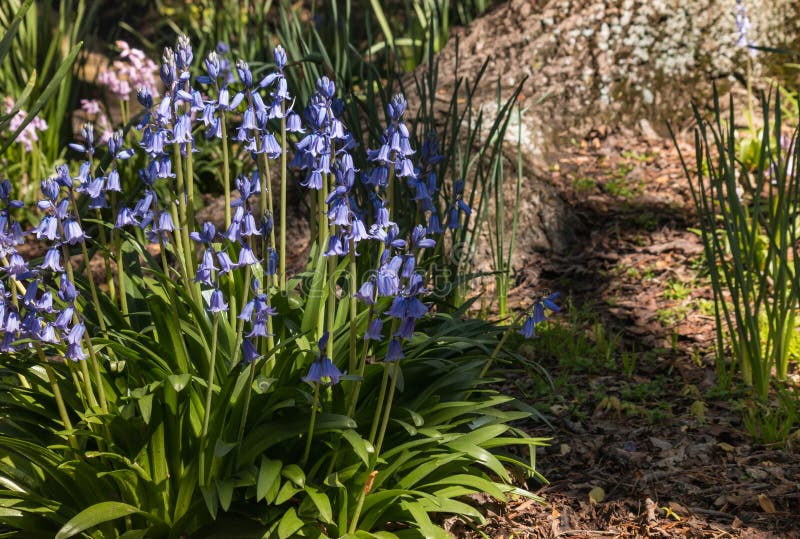 Common Bluebell Flowers with Tree Trunk Stock Photo - Image of trunk ...