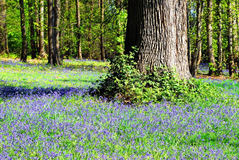Common Bluebells in the Forest Stock Image - Image of common, blue: 7260397