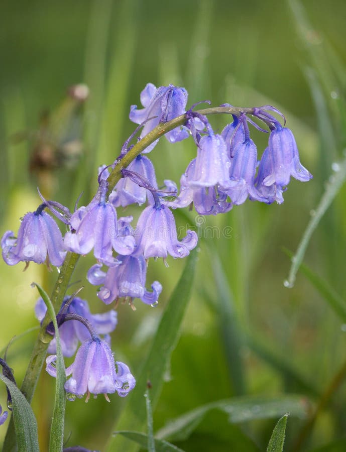 Common Bluebells (Hyacinthoides Non-scripta) with Dew or Rain Droplets ...