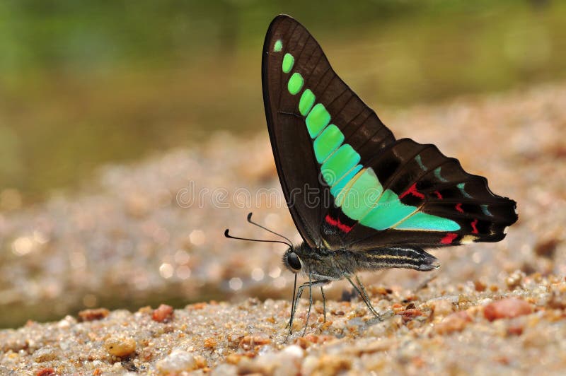 Common Bluebottle or Blue Triangle Graphium Sarpedon Butterfly Stock ...