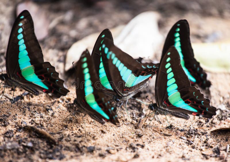 Common Bluebottle Butterfly Stock Image - Image of graphium, life: 61989947
